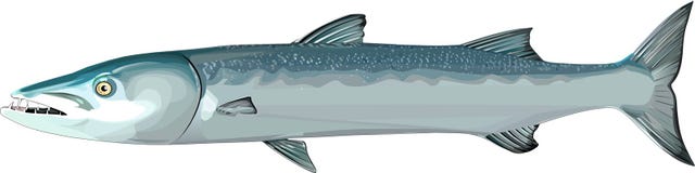Barracuda Stock Illustrations – 316 Barracuda Stock Illustrations ...