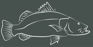 Barramundi fish stock vector. Illustration of lates, australian - 71540002