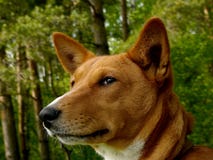 Basenji dog stock photo. Image of love, breeds, noses - 6261904