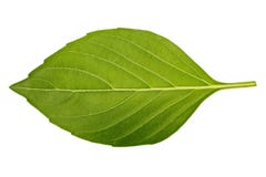 Single basil leaf stock image. Image of natural, ingredient - 3473755