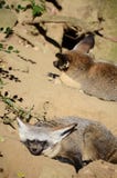 Bat-eared Fox Cubs Stock Photos - Image: 354923