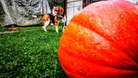 Beagle in pumpkin stock image. Image of fresh, colorful - 34468091