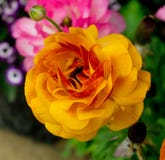 Himalaya flower stock image. Image of biology, colours - 1951727