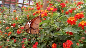 Baby butterfly stock image. Image of dressing, angel, butterfly - 5522189