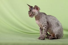 Cornish Rex cat stock photo. Image of domesticated, friend - 9439442