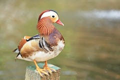 Mandarin Duck Floating And Calm On The Water Stock Image - Image of ...