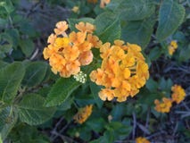 Orange flower stock photo. Image of uplifting, background - 28128256