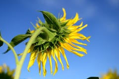 Sunflower, Back View Stock Photos - Image: 5724153