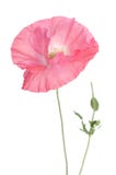 Single Pink Poppy Royalty Free Stock Image - Image: 3271156