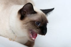 Angry Siamese Kitten Stock Photo - Image: 46904142