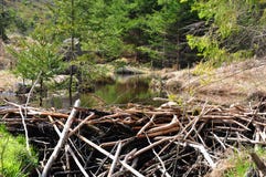 Beaver dam stock photo. Image of logged, wildlife, creek - 44024976