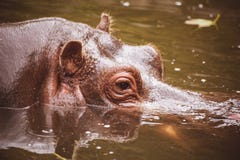 Behemoth in the water stock vector. Illustration of life - 34602817