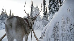 Reindeer's legs stock photo. Image of reindeer, ungulate - 34536164