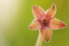 Beige Flower Stock Photo - Image: 7337120