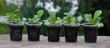 Chinese cabbage seedlings stock photo. Image of ground - 19398656