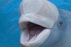 White beluga whale smiling stock image. Image of mammal - 4833467