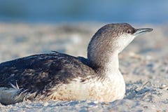 Black-berd Stock Photography - Image: 9270972