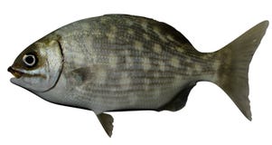 Bermuda Chub stock photo. Image of atlantic, ichthyology - 23520940