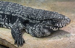 Teju Stock Photos - Royalty Free Pictures