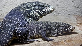 Teju Stock Photos - Royalty Free Pictures