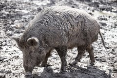 Big male boar stock image. Image of dark, boar, germany - 59973375