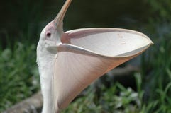 Big Mouth Bird Stock Images - 1,497 Photos