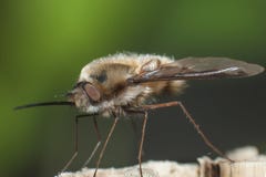 Bug On Nose Royalty Free Stock Image - Image: 7026466
