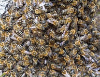 Crowded bees stock image. Image of bees, busy, life, stress - 56777285