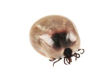 Big tick stock photo. Image of insect, large, ricinus - 16879138