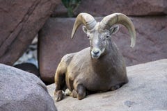 Sheep Laying Down Stock Photos, Images, & Pictures - 159 Images