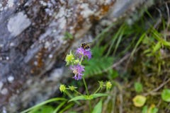 Lavendel op de rotstuin stock afbeelding. Afbeelding bestaande uit ...