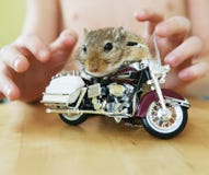 Hamster riding bike stock photo. Image of domestic, background - 13423296