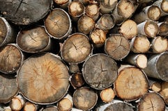 Birch Cross Section Stock Images - Download 274 Royalty Free Photos