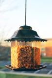 Busy Bird Feeder Royalty Free Stock Photo - Image: 9787015