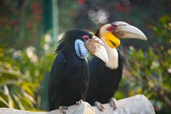 Big Mouth Bird Stock Images - 1,497 Photos