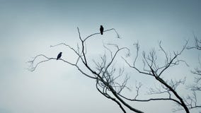 Birds Flying Away From The Tree Stock Footage - Video of animals, group ...