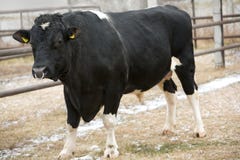 Spotted bull stock image. Image of grazing, black, agriculture - 9342799