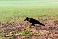 Crow with corn stock illustration. Image of animal, illustration - 30919153