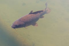 Black Koi Fish stock illustration. Image of breed, golden - 9199125