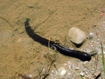 Leech Stock Photos - Download 1,379 Images