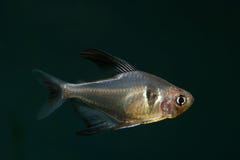 F-4 Phantom tail stock image. Image of nozzle, humor - 24237343