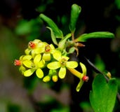 Blackcurrant Flowers In Bloom Stock Photo - Image of gardening ...