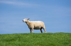 Bleating Sheep stock image. Image of bleat, outdoors - 35280455