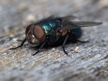 Blue Bottle Fly Royalty Free Stock Photo - Image: 13708305