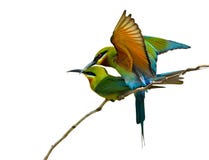 Wild Australian Budgerigars Stock Photo - Image: 34001980