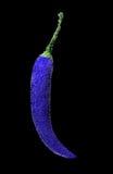 Blue Hot Chili stock photo. Image of chili, fire, stuffer - 94970