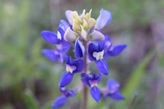 Closeup Of A CLuster Of Texas Bluebonnet Wildflowers. Royalty Free ...