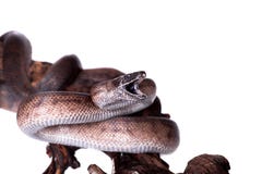 Boa Puertorriqueña En El Backgorund Blanco Imagen de archivo - Imagen ...