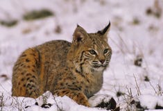 Bobcat in winter coat stock image. Image of wildcat, bobcat - 7780303