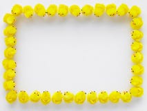 Easter Border Chicks Stock Photos, Images, & Pictures - 15 Images